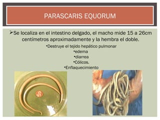 parasitologia porcinos y equinos | PPT