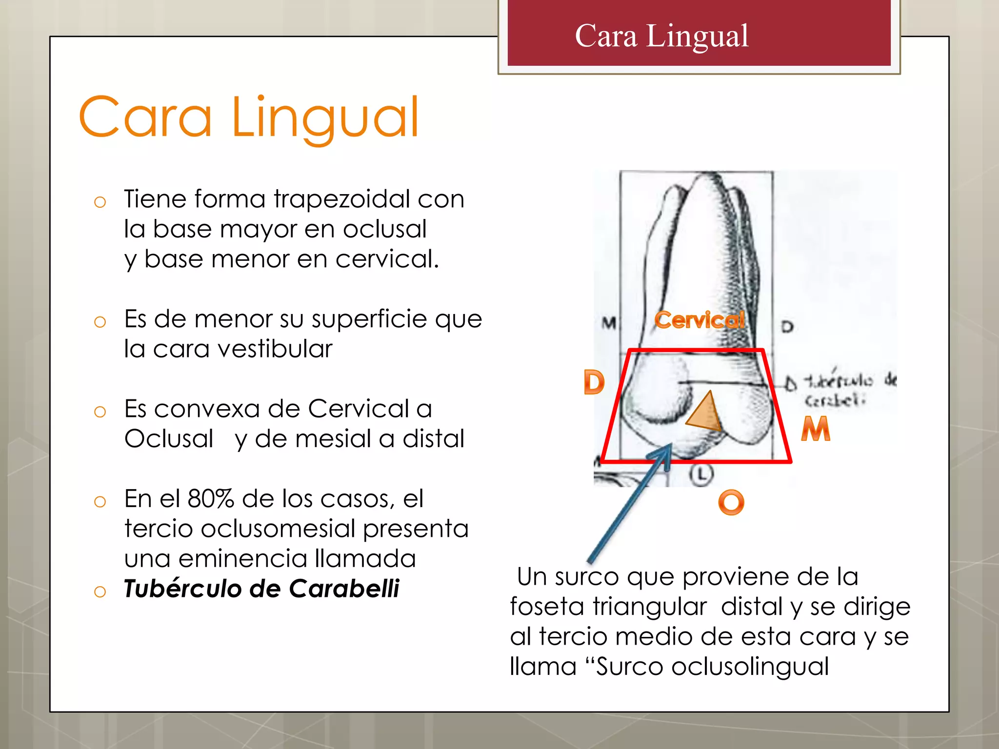 Anatomia Primer Molar Superior | PPTX