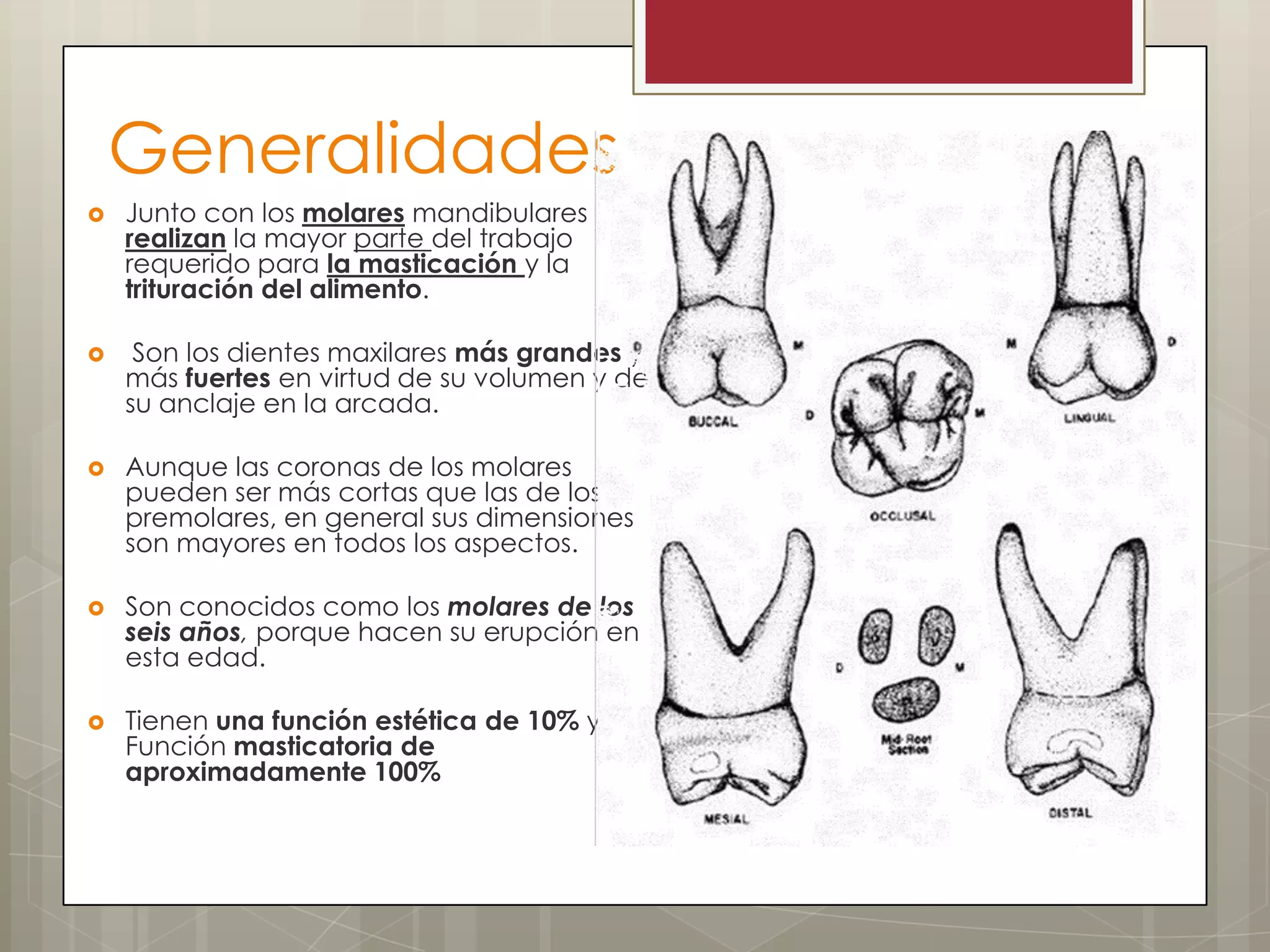 Anatomía Dental Del Primer Molar Maxilar