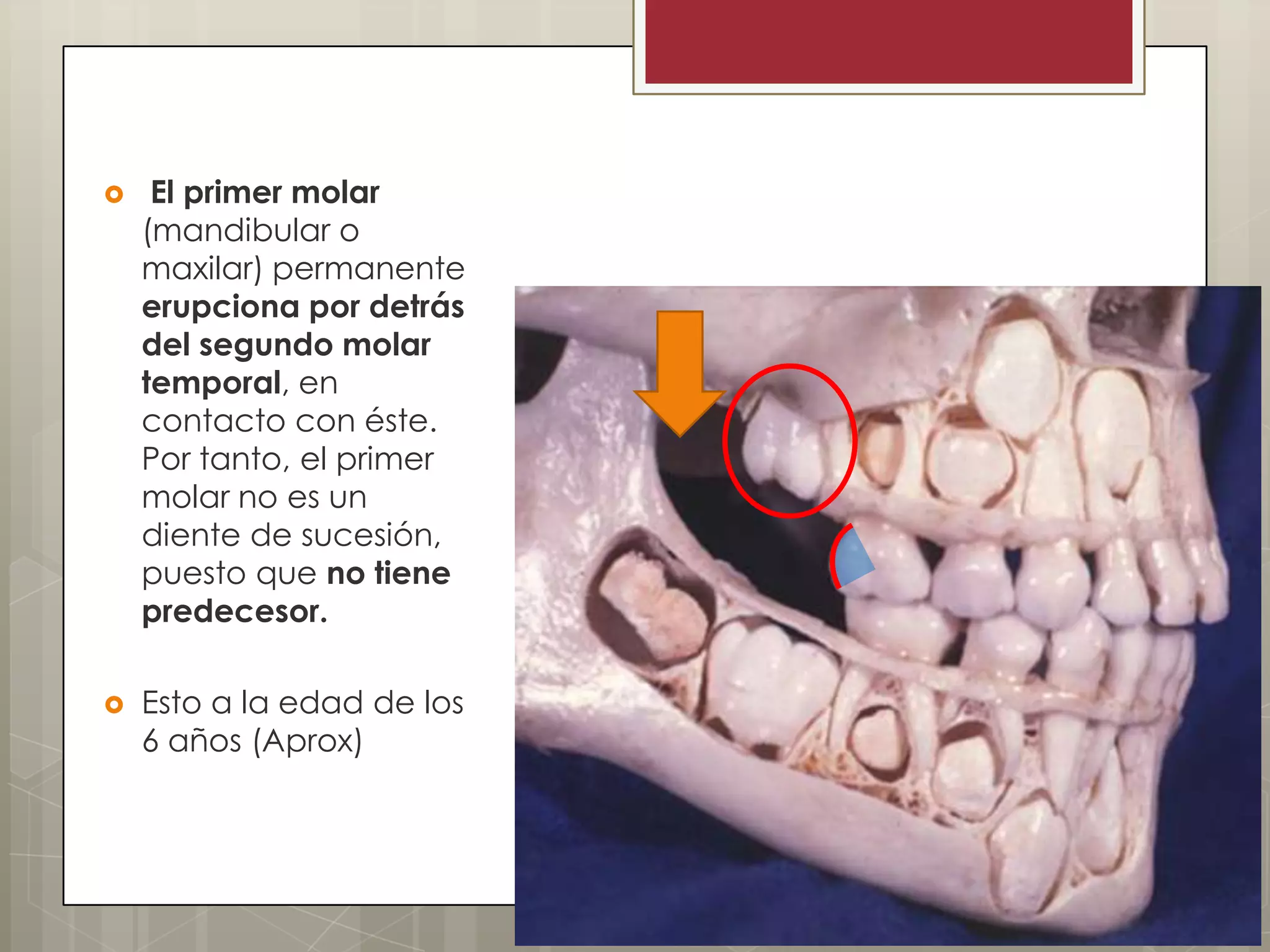 Anatomía Oclusal Del Primer Molar Maxilar ESTUDIO DE LAS VARIACIONES