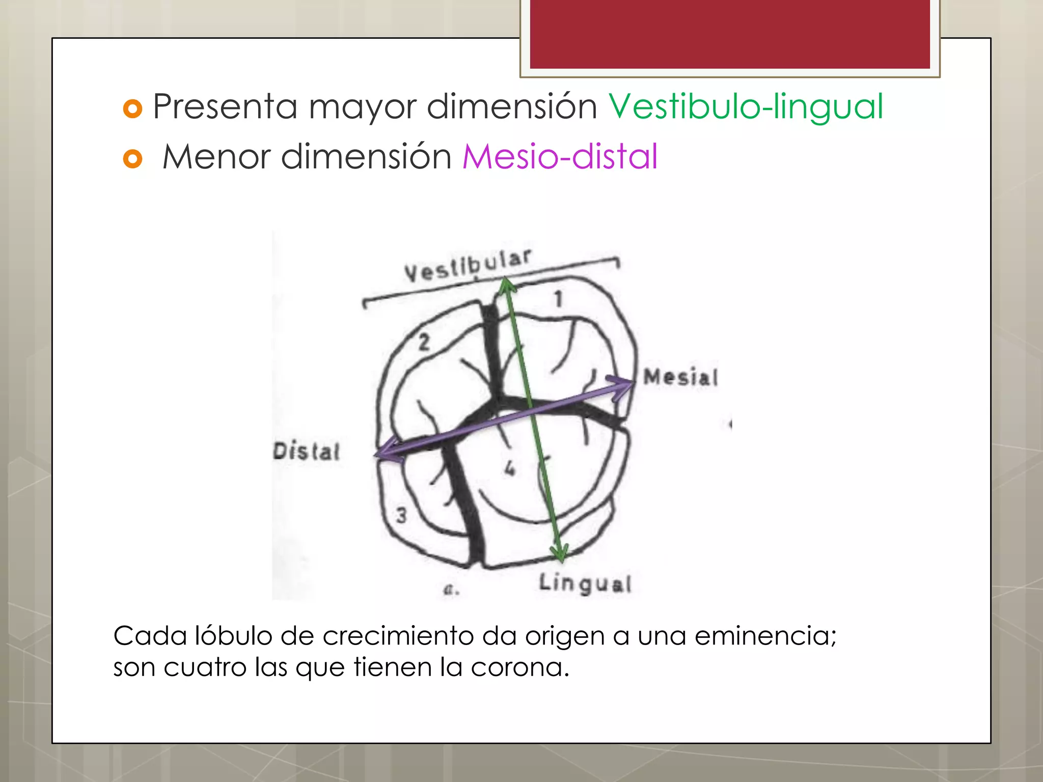 Anatomia Primer Molar Superior | PPTX