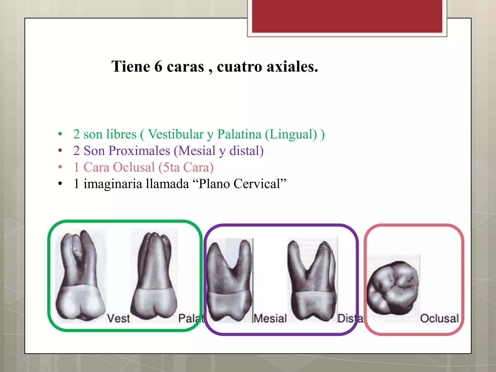 Anatomia Primer Molar Superior | PPTX