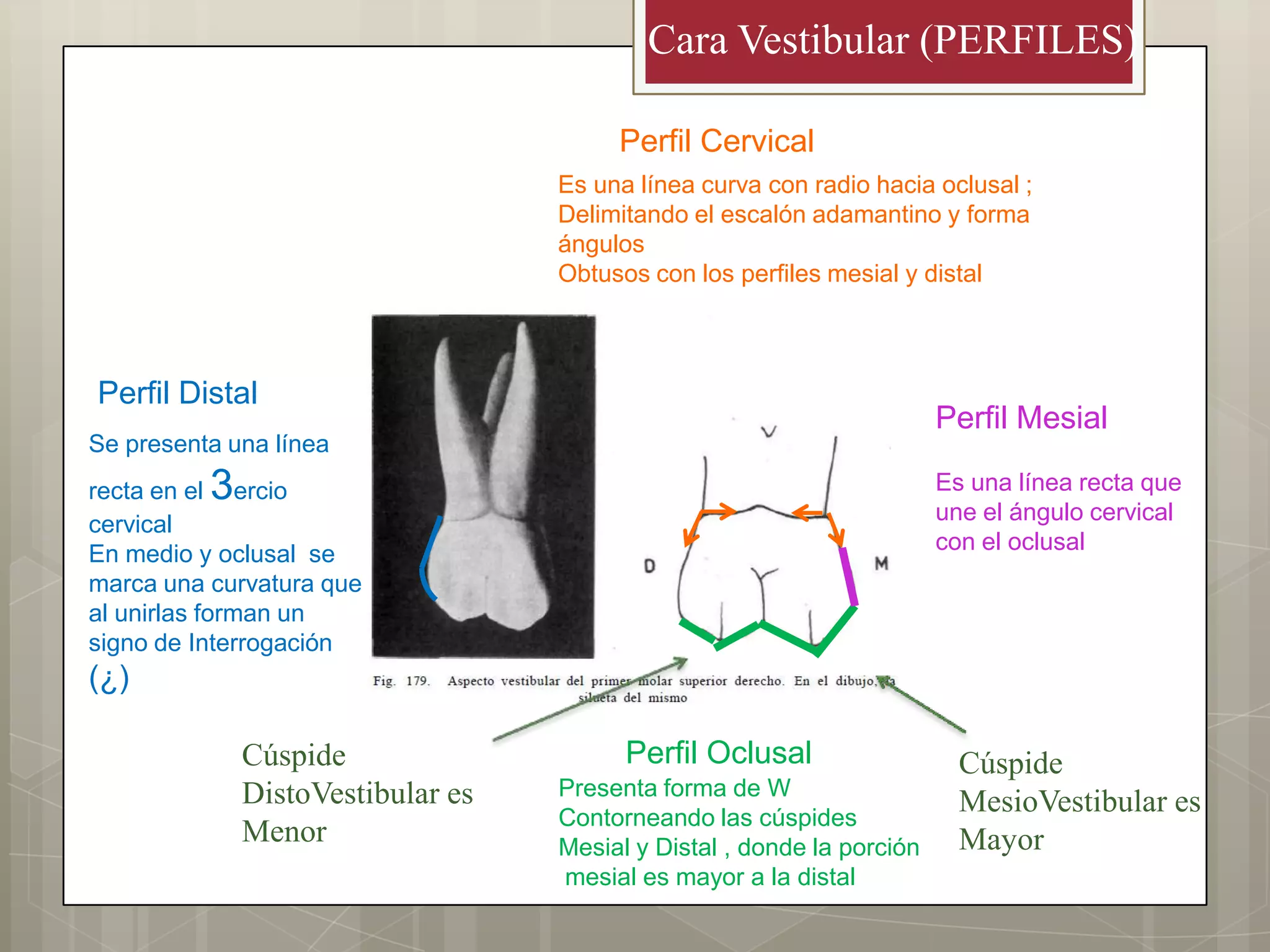 Anatomia Primer Molar Superior | PPTX