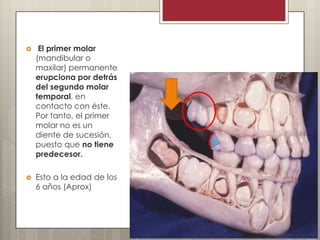 Anatomia Primer Molar Superior | PPTX