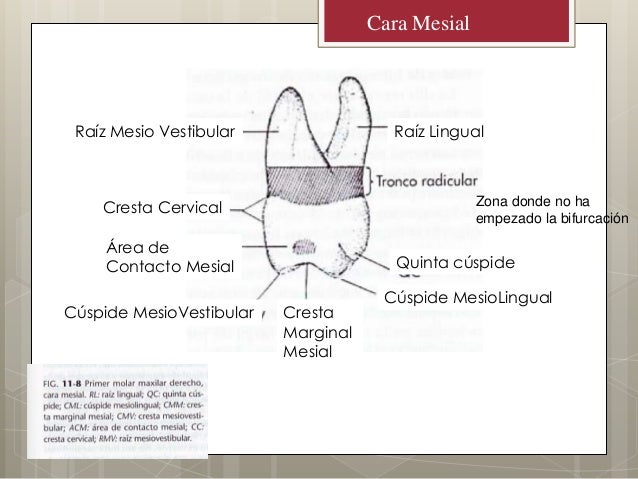 Anatomia Primer Molar Superior