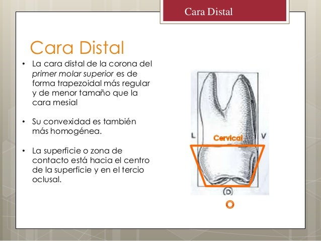 Anatomia Primer Molar Superior