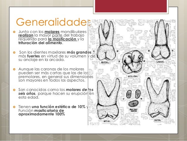 Anatomia Primer Molar Superior