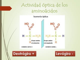 proteinas y aminoacidos | PPTX