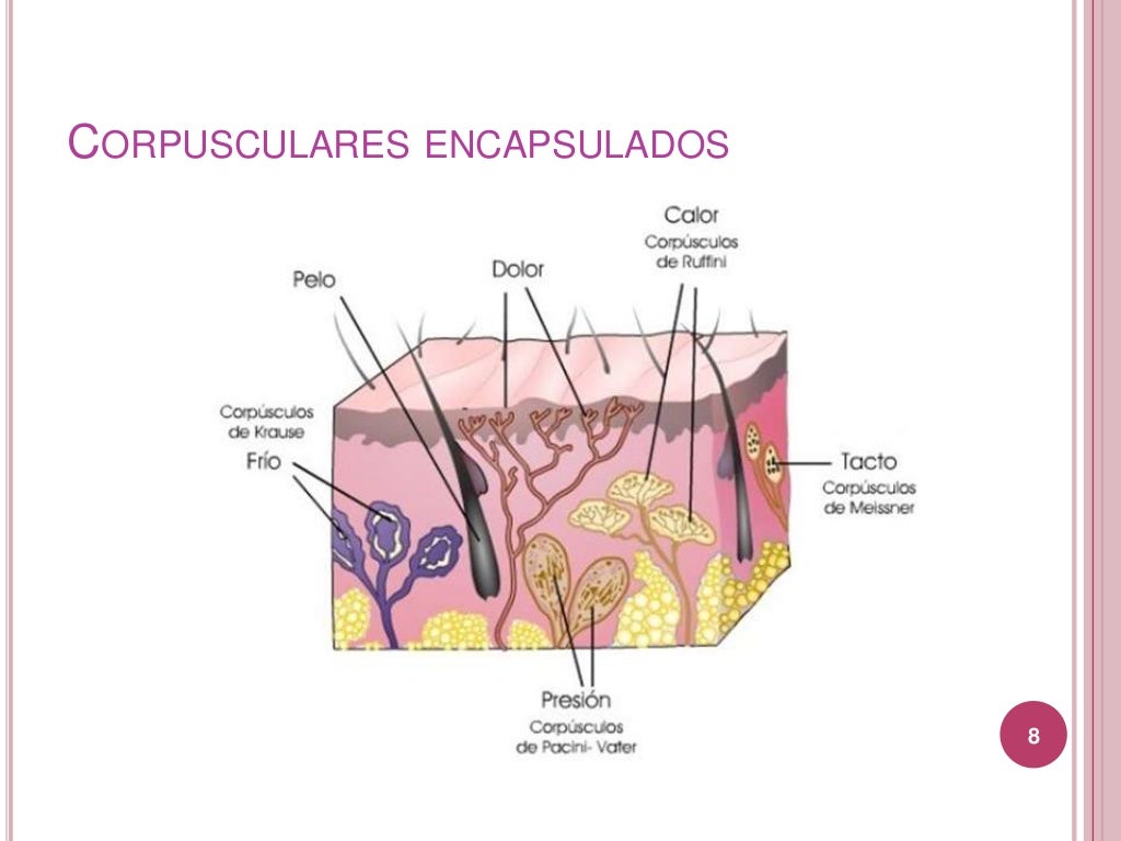 Patología quirúrgica de piel y tejido adiposo subcutáneo