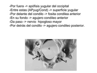 occipital y huesos de la nariz | PPT