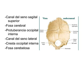 occipital y huesos de la nariz | PPT