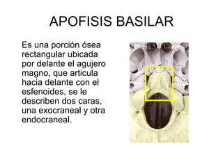 occipital y huesos de la nariz | PPT