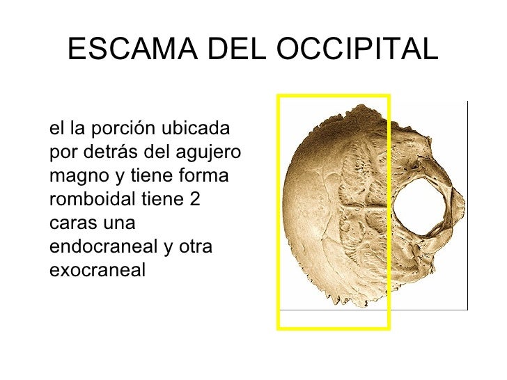 occipital y huesos de la nariz