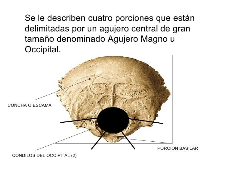 occipital y huesos de la nariz