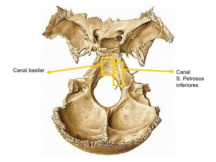 occipital y huesos de la nariz