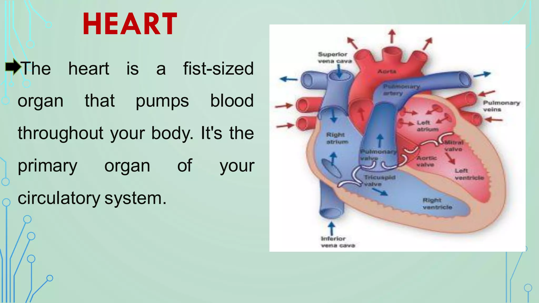 3rd Quarter human organ science | PPT