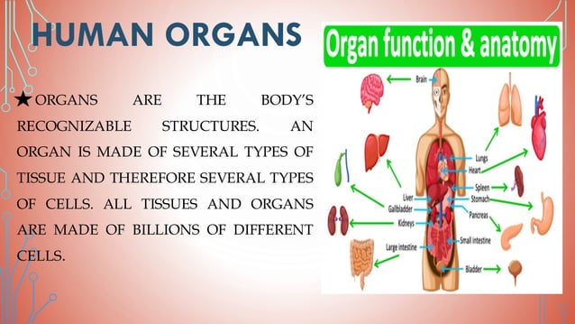 3rd Quarter human organ science | PPT