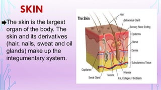 3rd Quarter human organ science | PPT