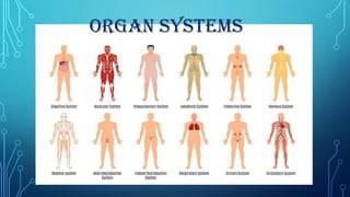 3rd Quarter human organ science | PPT