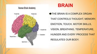 3rd Quarter human organ science | PPT