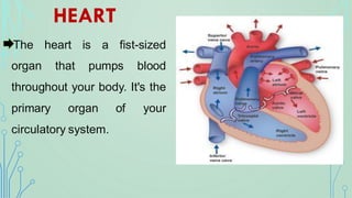 3rd Quarter human organ science | PPT