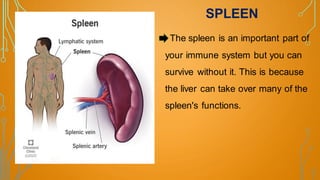 3rd Quarter human organ science | PPT