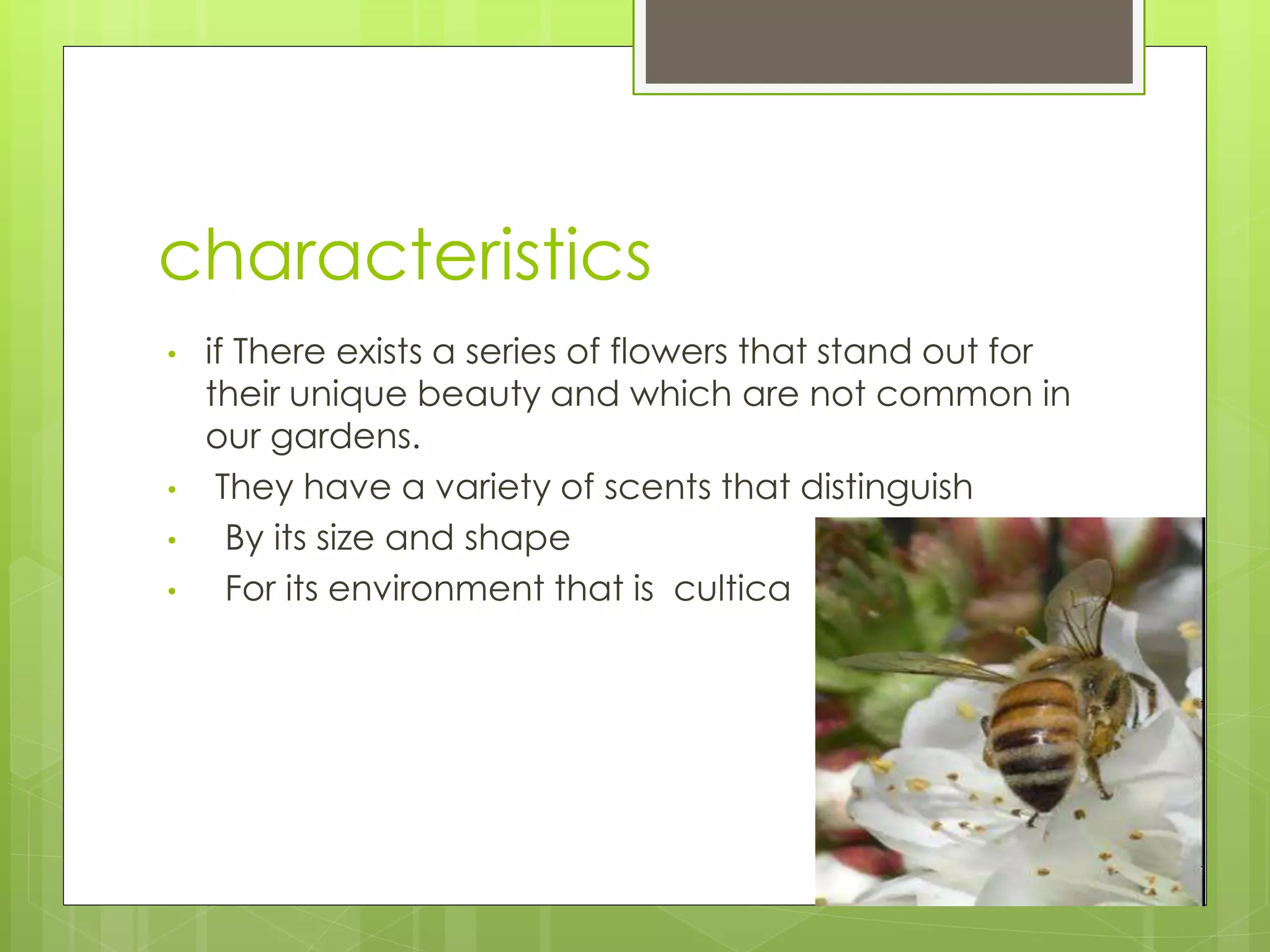 Export of flowers | PPT