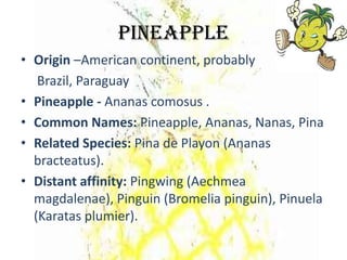 Export potential of pineapple | PPTX