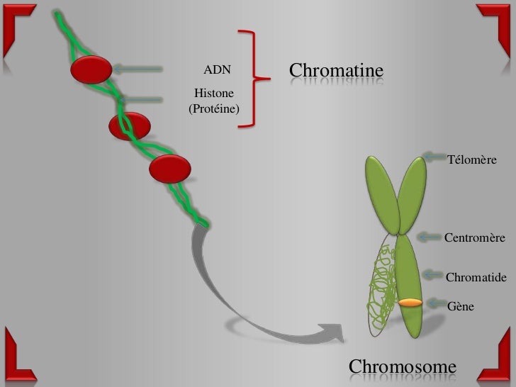 chromosome et chromatine