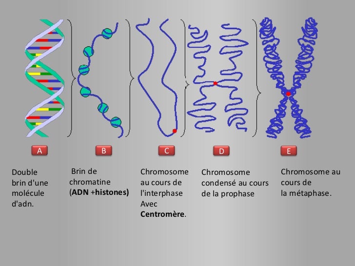 chromosome et chromatine