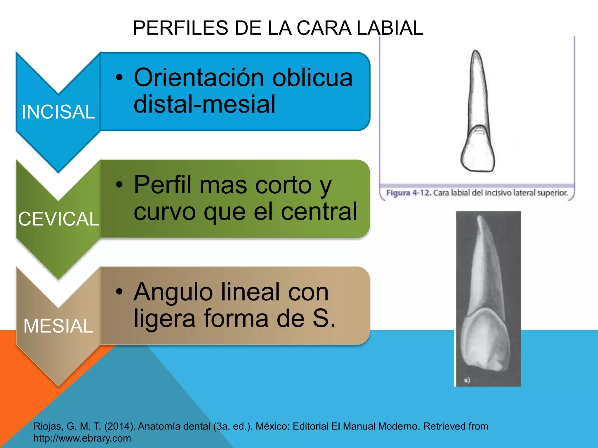 INCISIVOS SUPERIORES E INFERIORES - Anatomía, morfología y accesos en ...