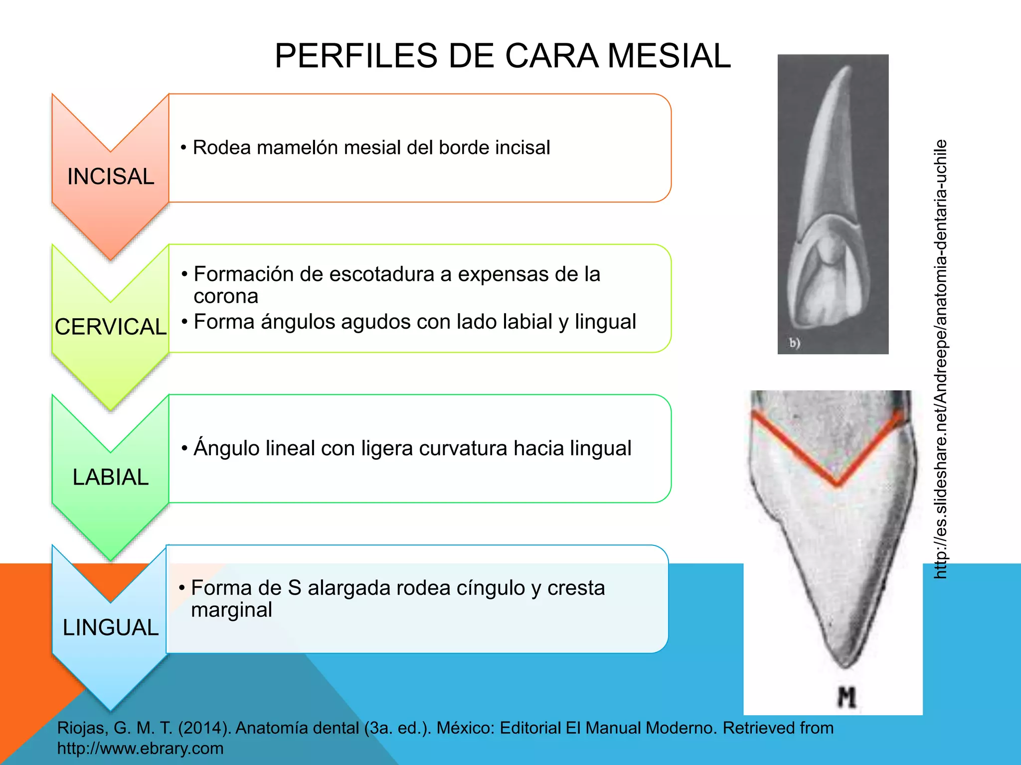 INCISIVOS SUPERIORES E INFERIORES - Anatomía, morfología y accesos en ...