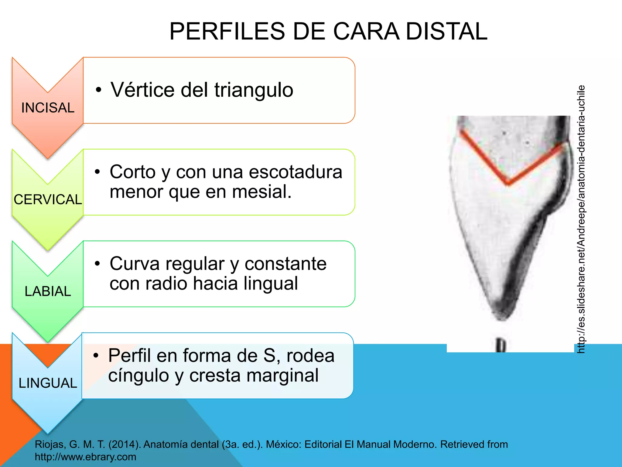 INCISIVOS SUPERIORES E INFERIORES - Anatomía, morfología y accesos en ...