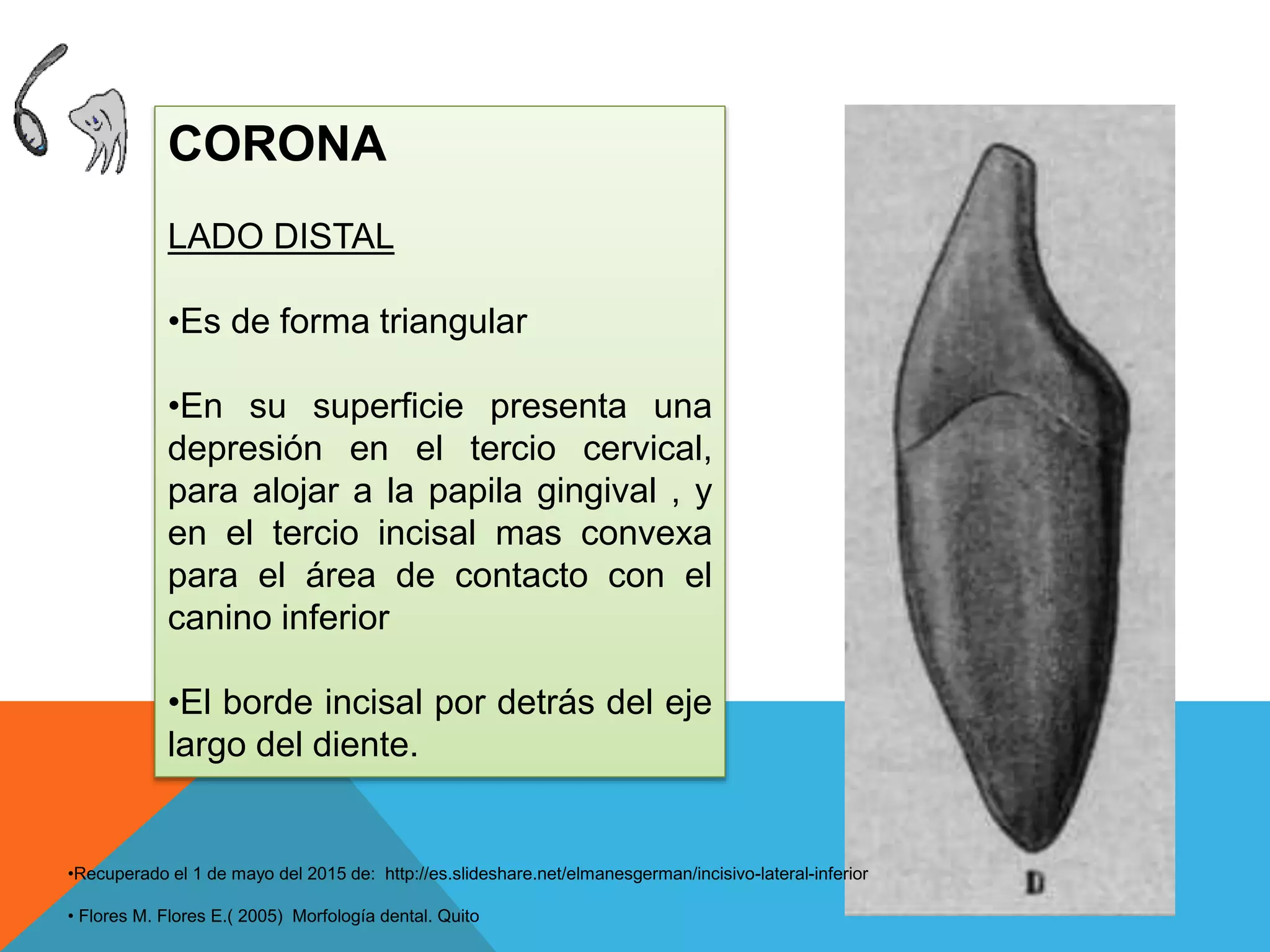 INCISIVOS SUPERIORES E INFERIORES - Anatomía, morfología y accesos en ...