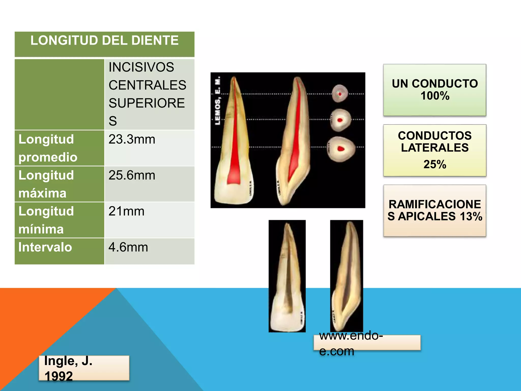 INCISIVOS SUPERIORES E INFERIORES - Anatomía, morfología y accesos en ...