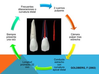 INCISIVOS SUPERIORES E INFERIORES - Anatomía, morfología y accesos en ...