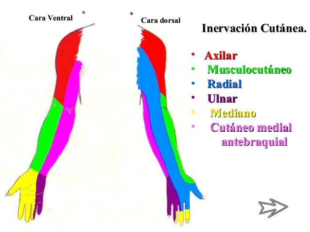 2.2.1. Recuerdo anatómico del plexo braquial - efisiopediatric