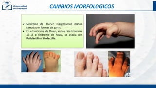 Semiología de las extremidades Universidad de Guayaquil | PPTX