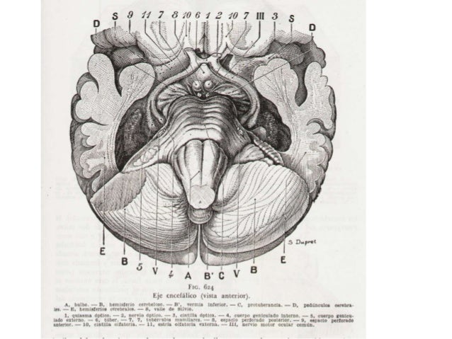 Protuberancia Anular