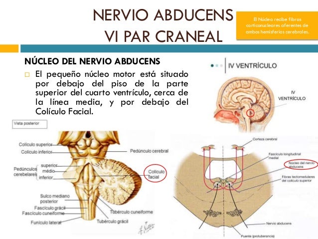 ANATOMÍA DEL VI PAR CRANEAL - NERVIO ABDUCENS