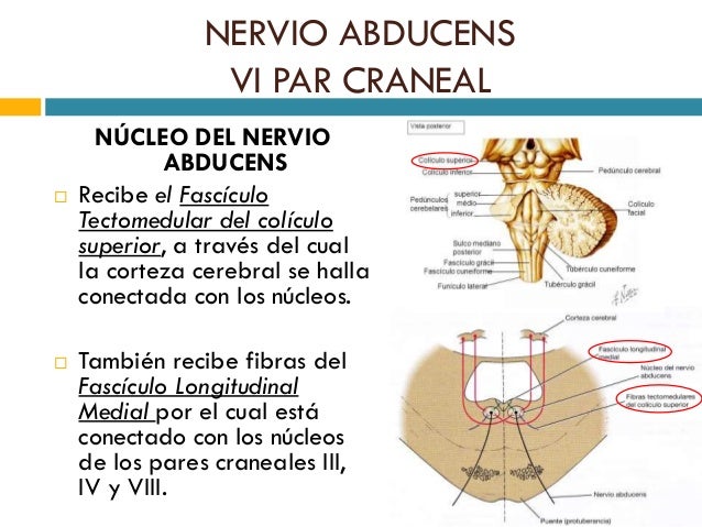 ANATOMÍA DEL VI PAR CRANEAL - NERVIO ABDUCENS