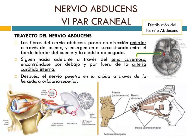 ANATOMÍA DEL VI PAR CRANEAL - NERVIO ABDUCENS