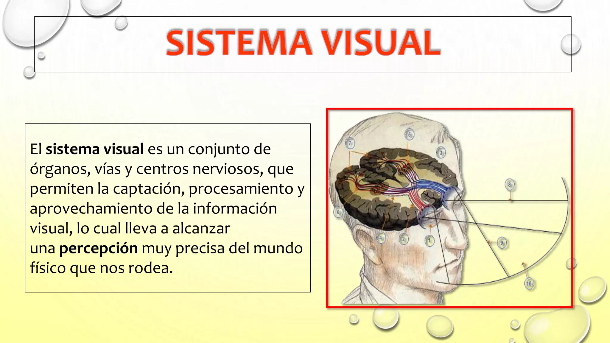 Sistema Visual | PPTX
