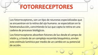 Sistema Visual | PPTX