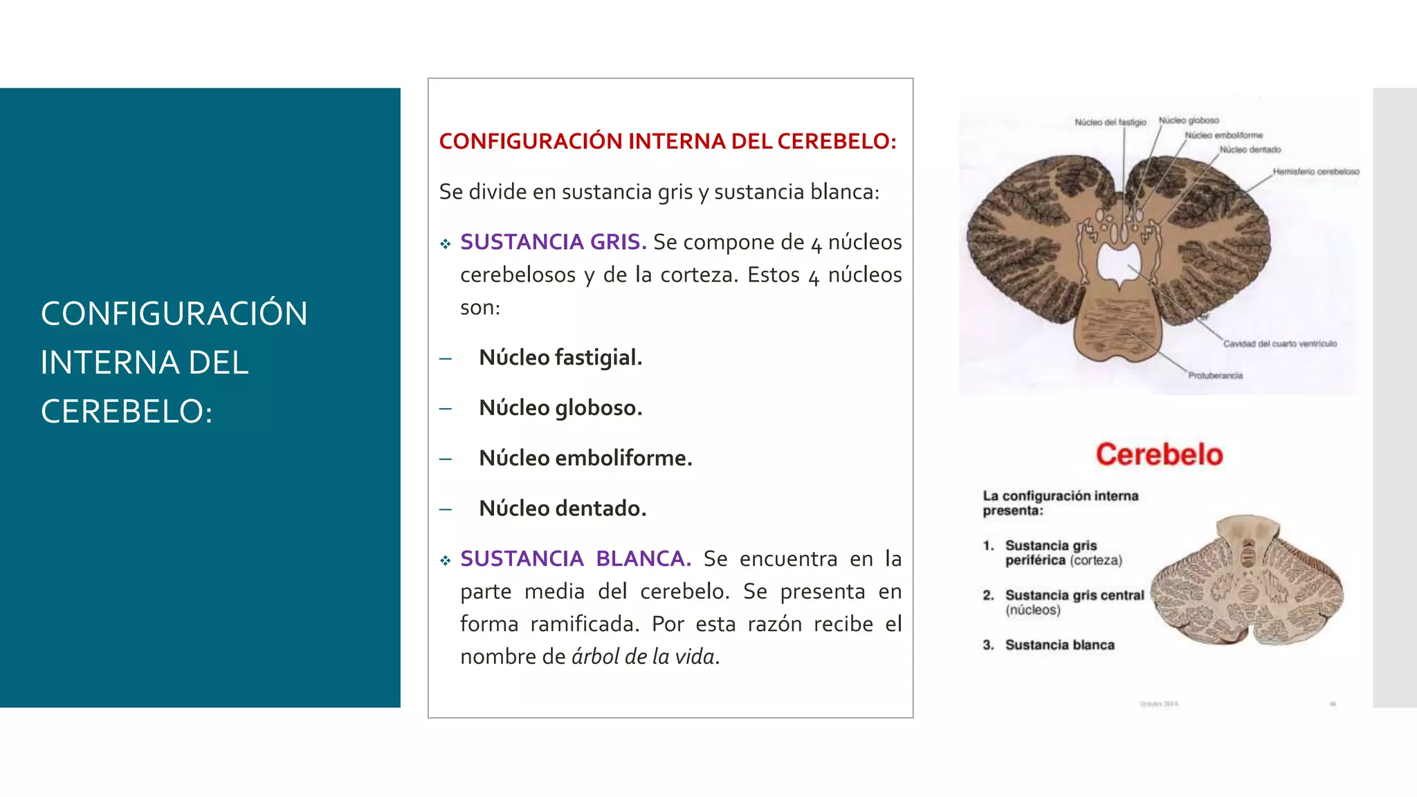 Exposición sindrome cerebeloso-grupo-p1-unifranz-neurologíaa | PPT