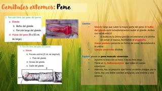 Exposición anatomia comparada macho.pdf