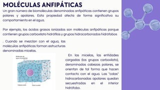 Exposición Bioquímica El Agua estructura | PDF