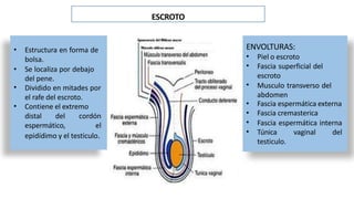 Exposición_testiculo | PPTX