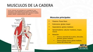 EXPOSICIÓN CADERA final.pptx