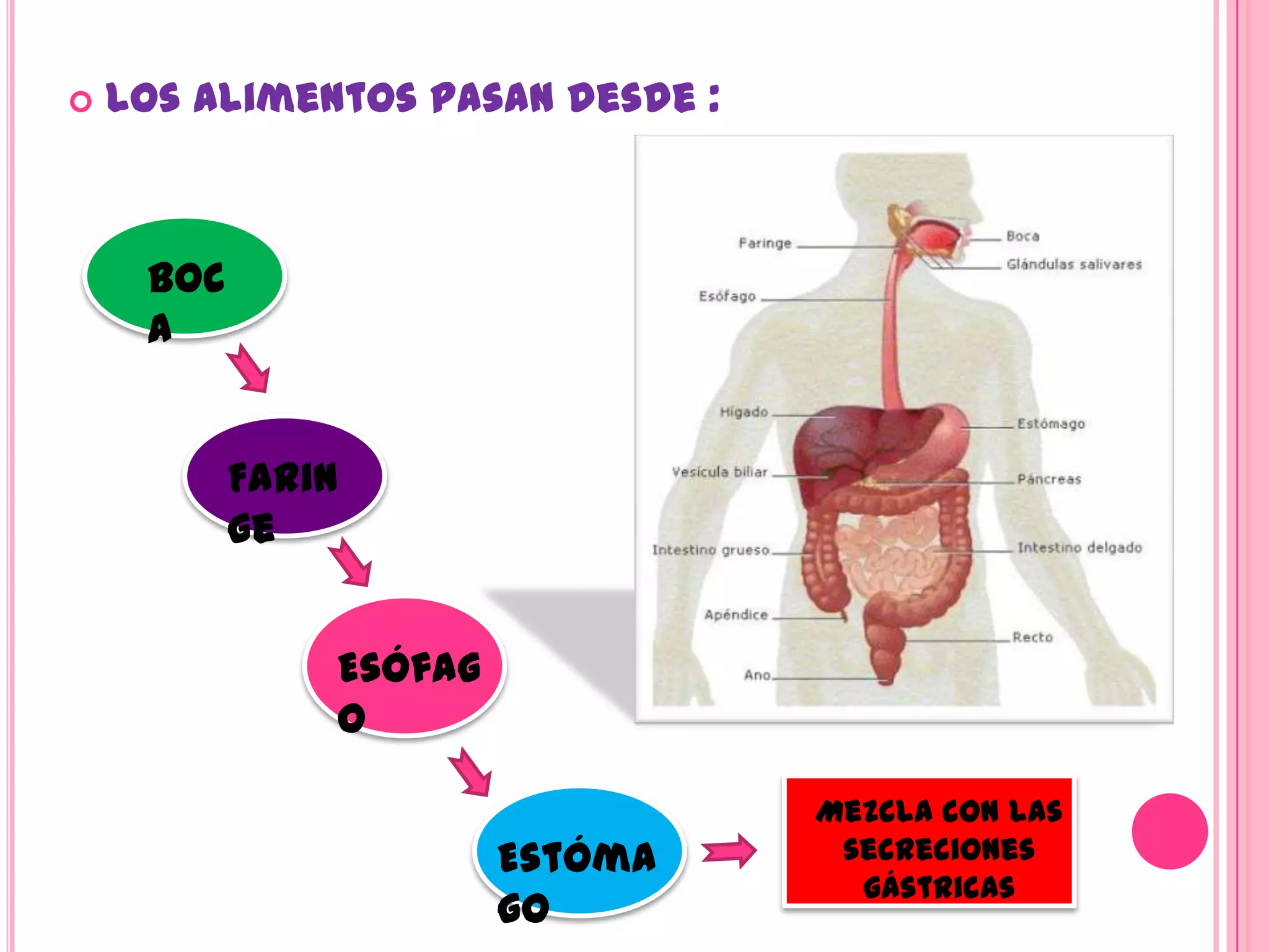 Exposición de anatomía visceras abdominales | PPTX